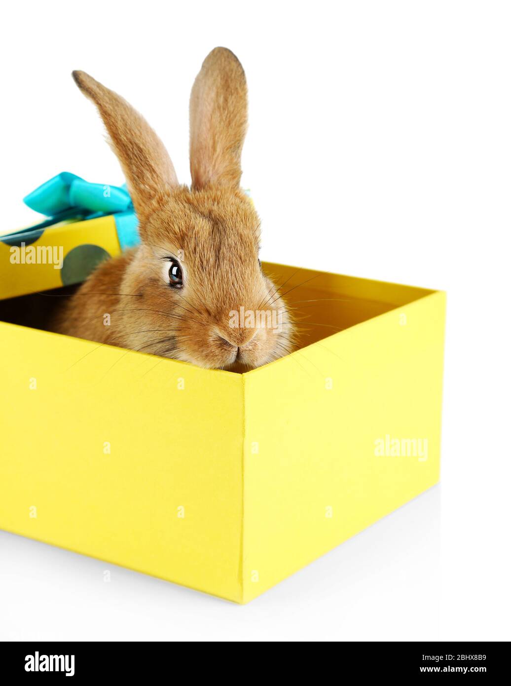 Cute rabbit in gift box, isolated on white Stock Photo - Alamy