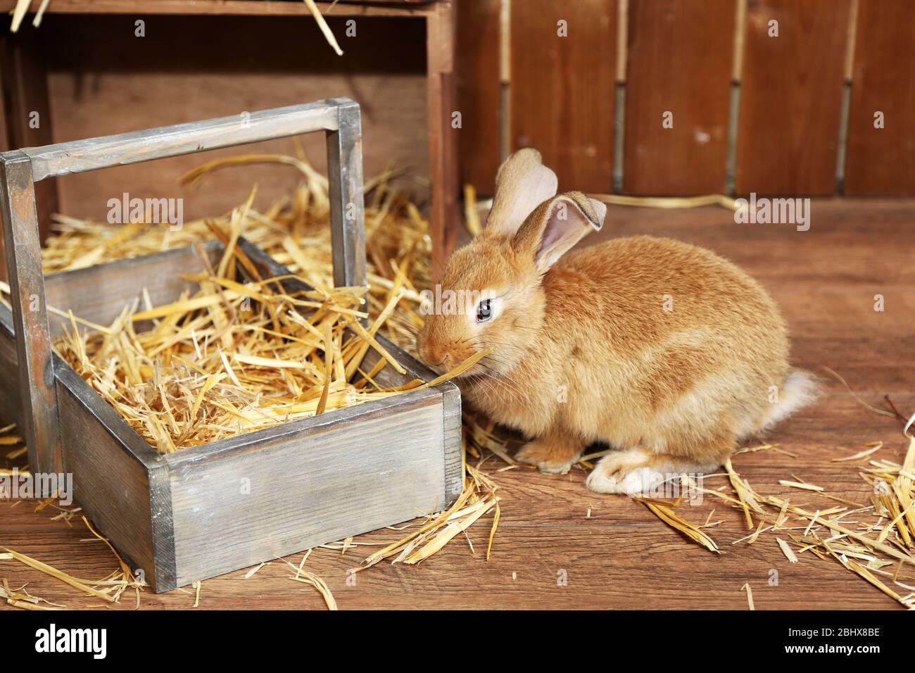 Cute rabbit in barn, close up Stock Photo - Alamy