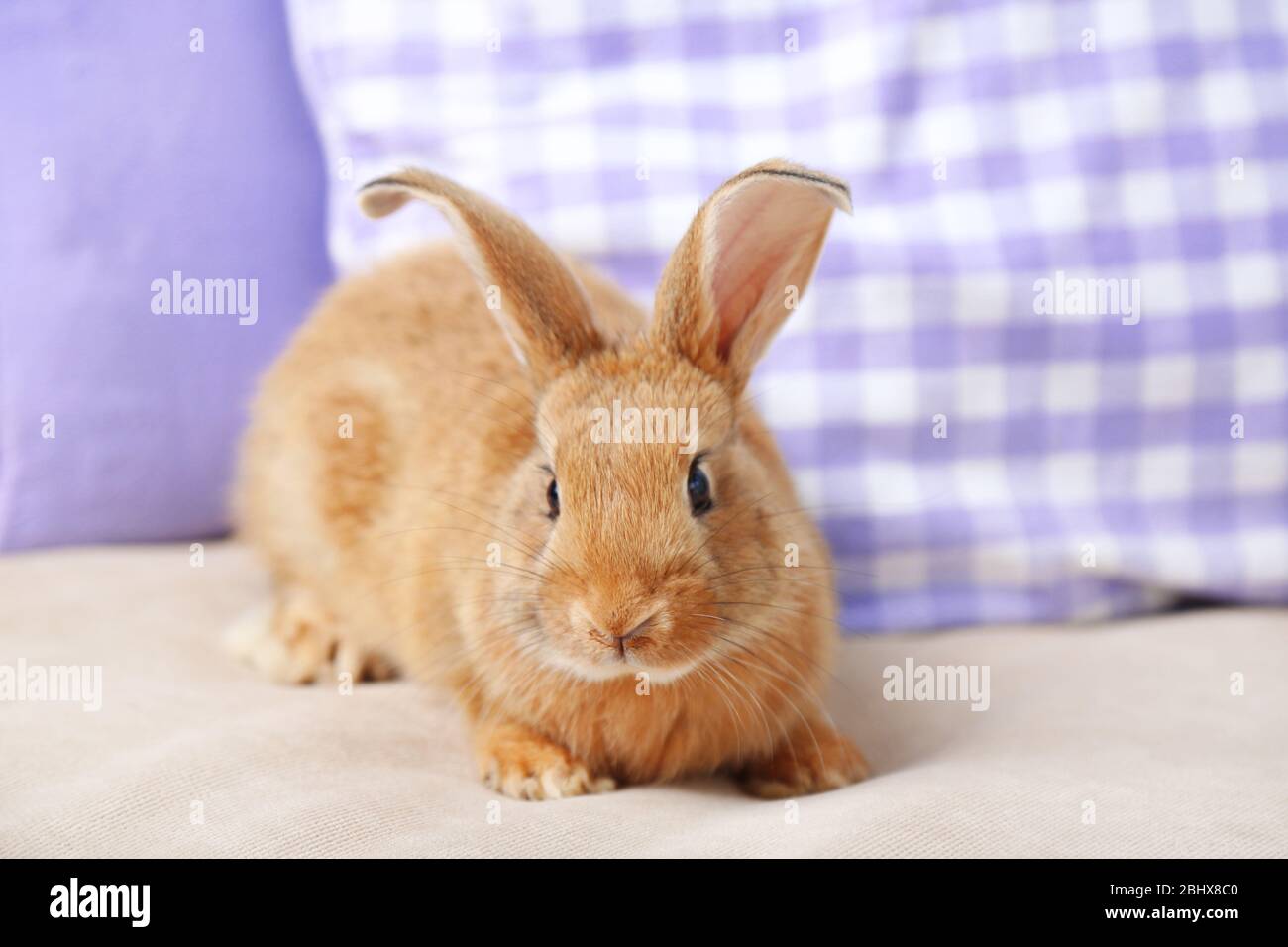 Cute rabbit on sofa, close up Stock Photo - Alamy