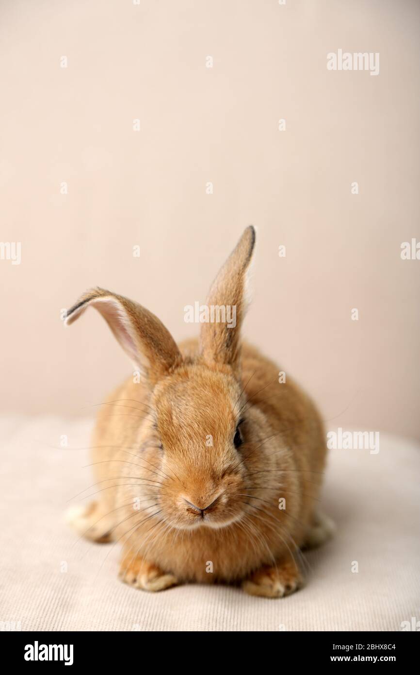 Cute rabbit on sofa, close up Stock Photo - Alamy