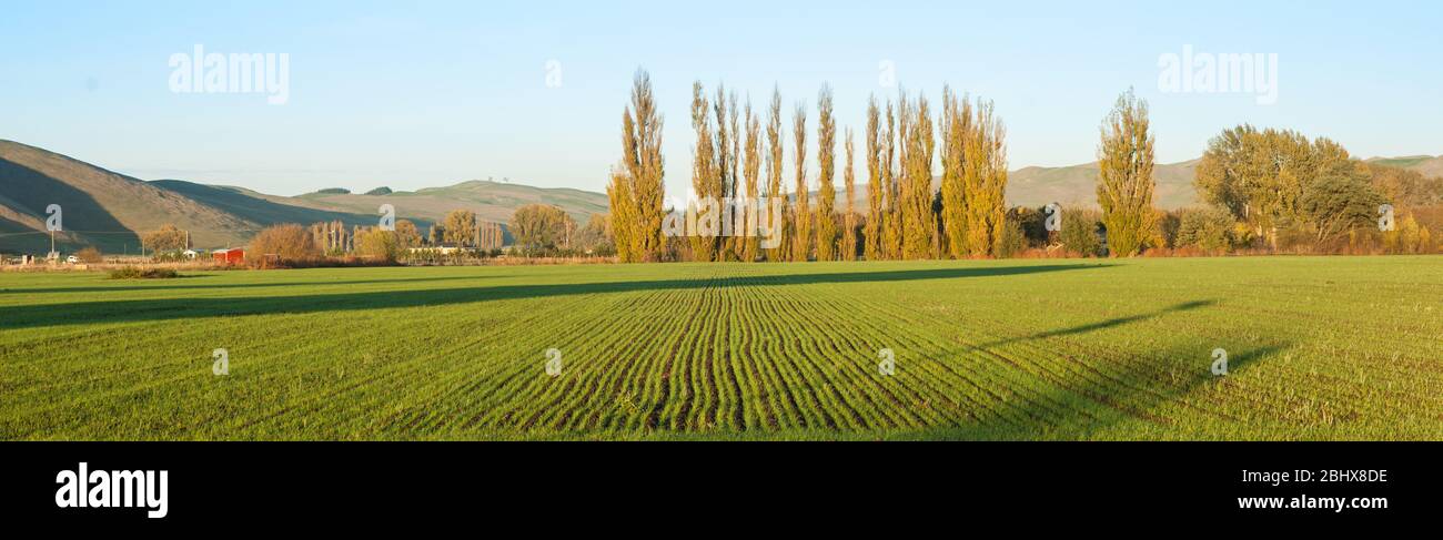 Row of golden leafed silver birch trees across field of long rows of ...