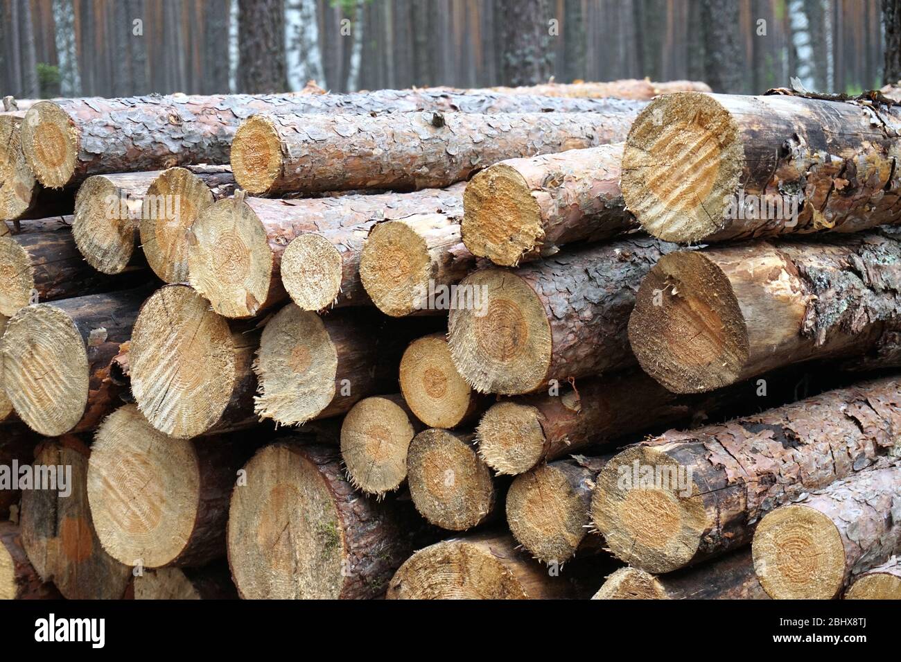 Chopped wood/ firewood Stock Photo - Alamy