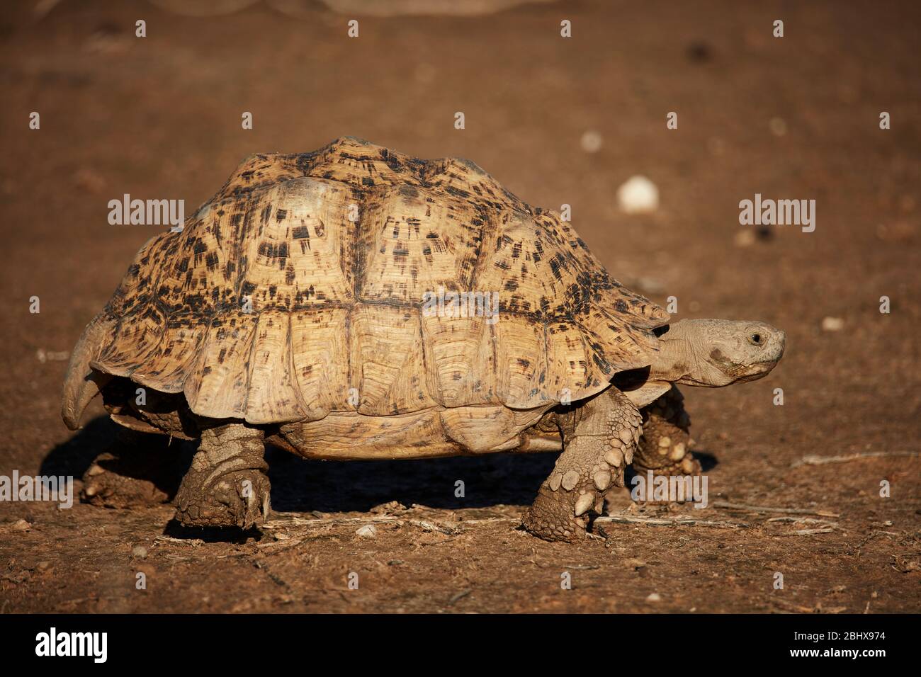 Leopard tortoise ( Stigmochelys pardalis ), Kgalagadi Transfrontier ...