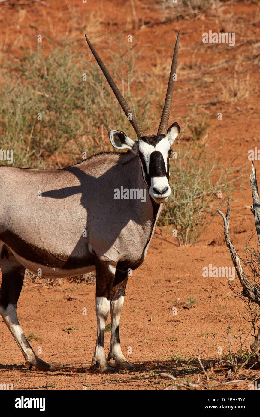 Gemsbok (Oryx gazella), Kgalagadi Transfrontier Park, South Africa ...