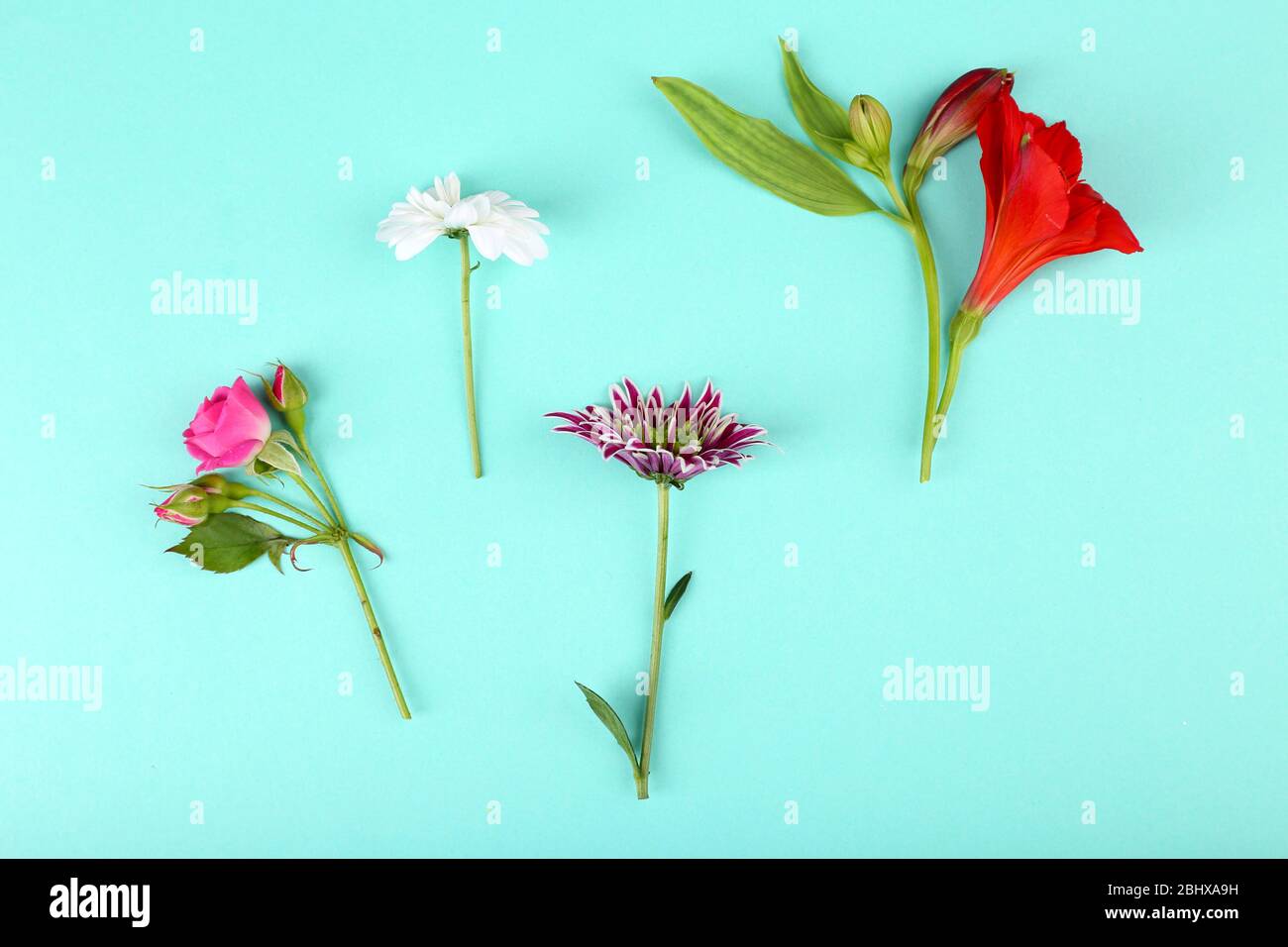 Different flowers on colour background Stock Photo - Alamy