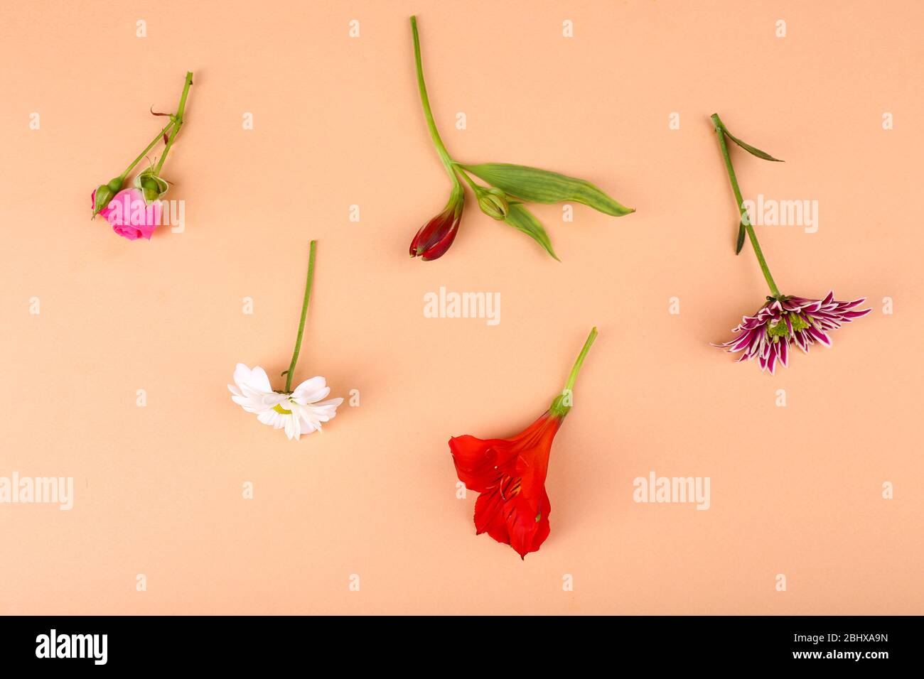 Different flowers on colour background Stock Photo - Alamy
