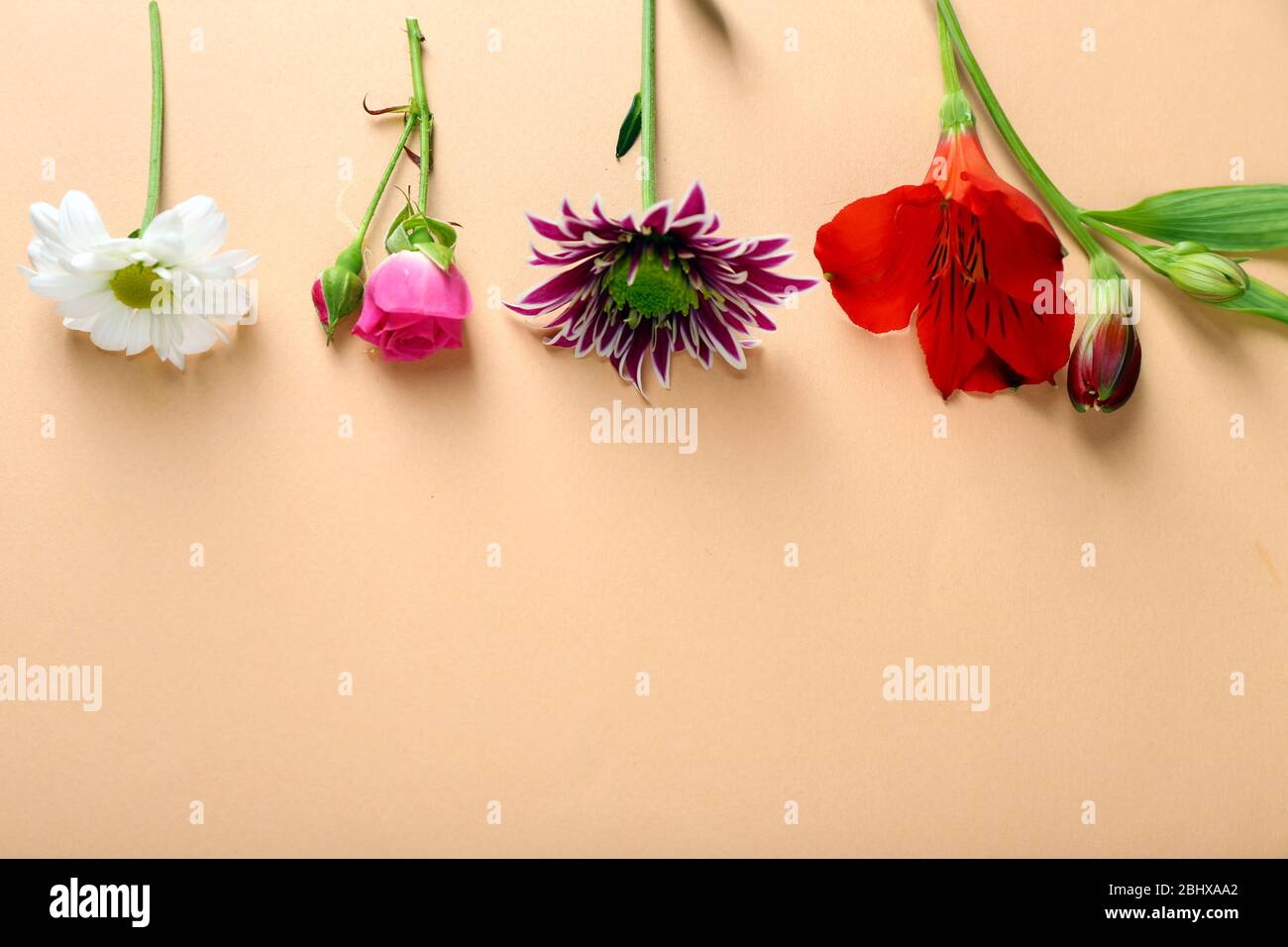 Different flowers on colour background Stock Photo - Alamy