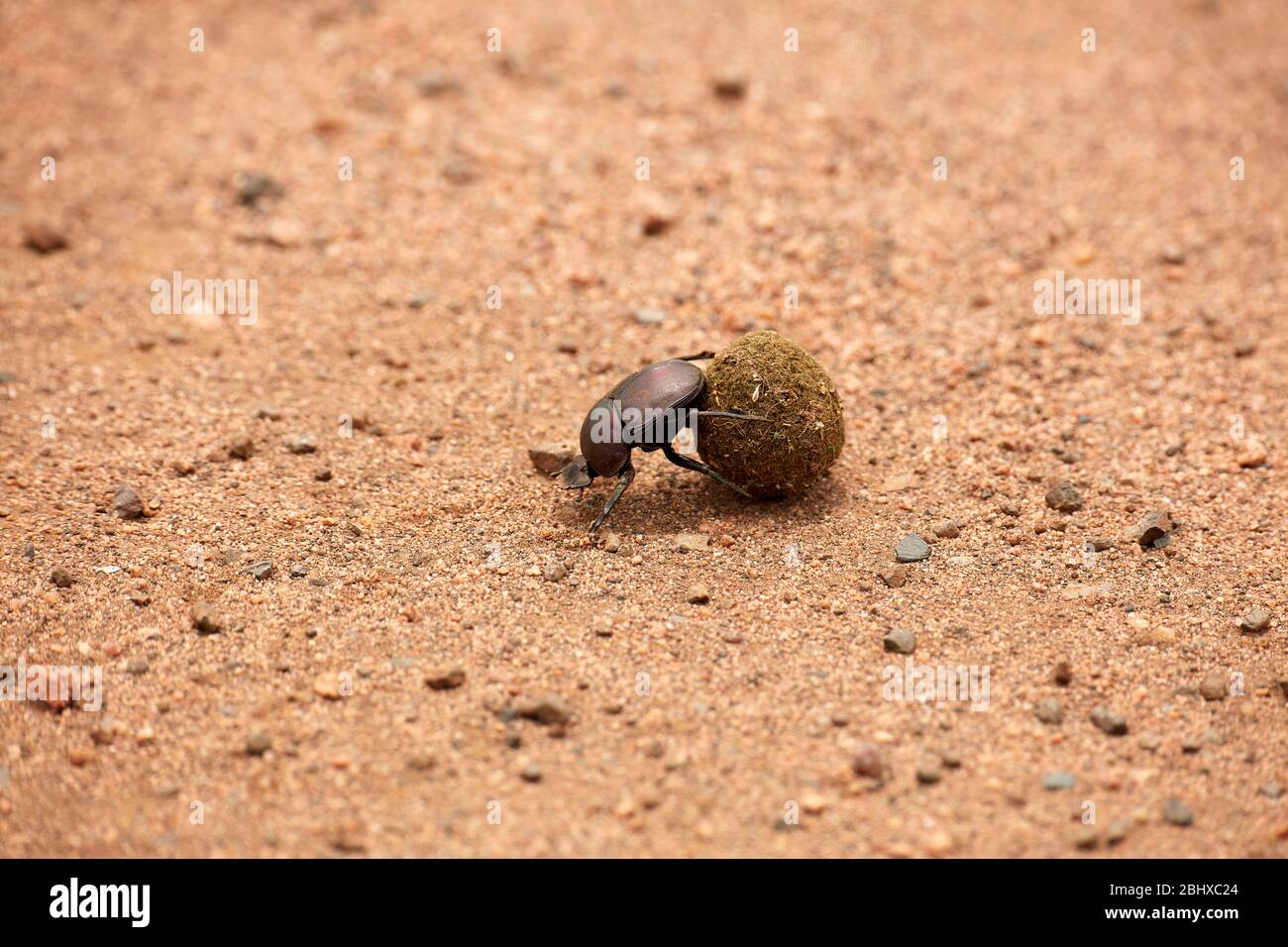 Dung beetle pushing dung ball, Kgalagadi Transfrontier Park, South ...