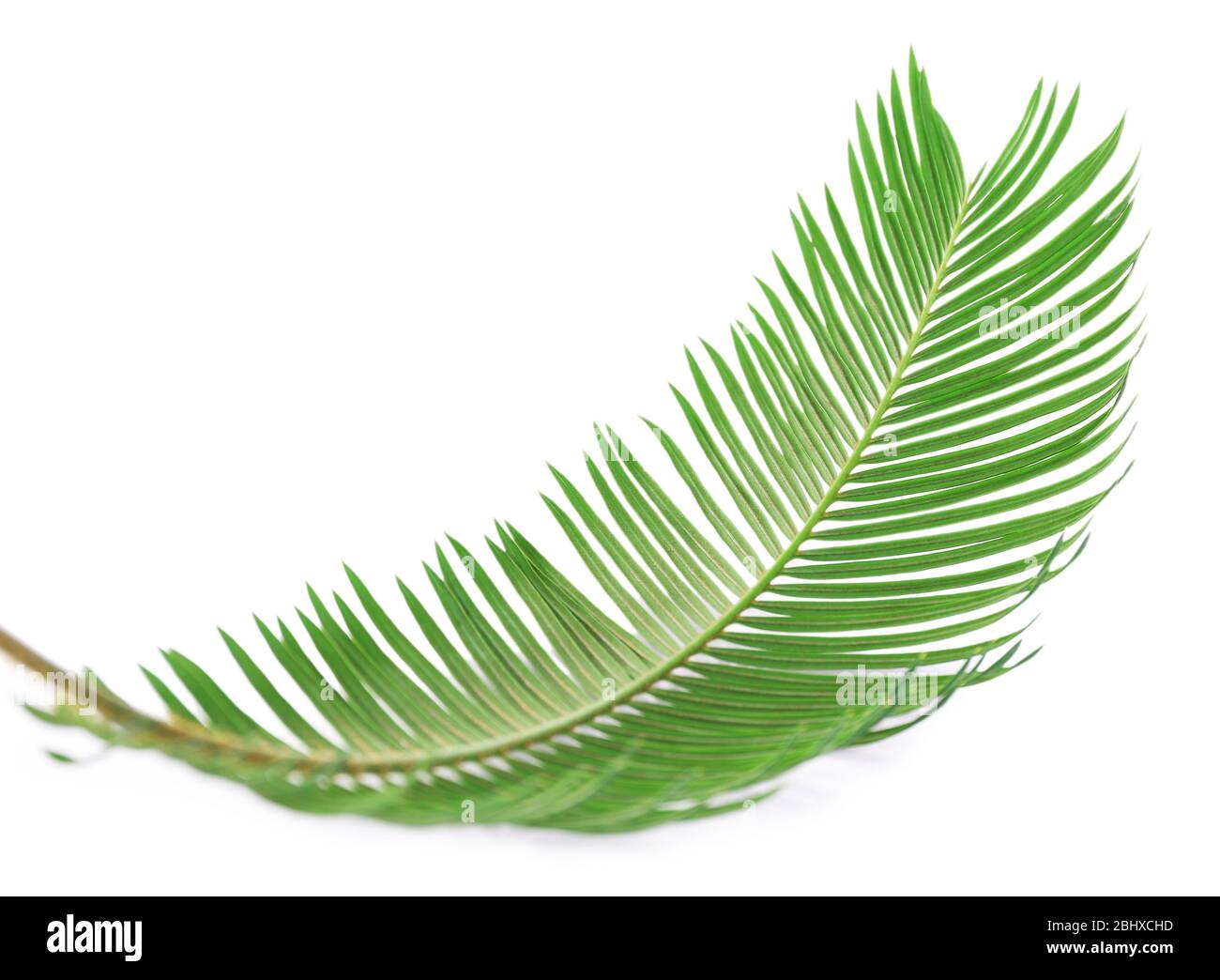 Green leaf of sago palm tree isolated on white Stock Photo - Alamy