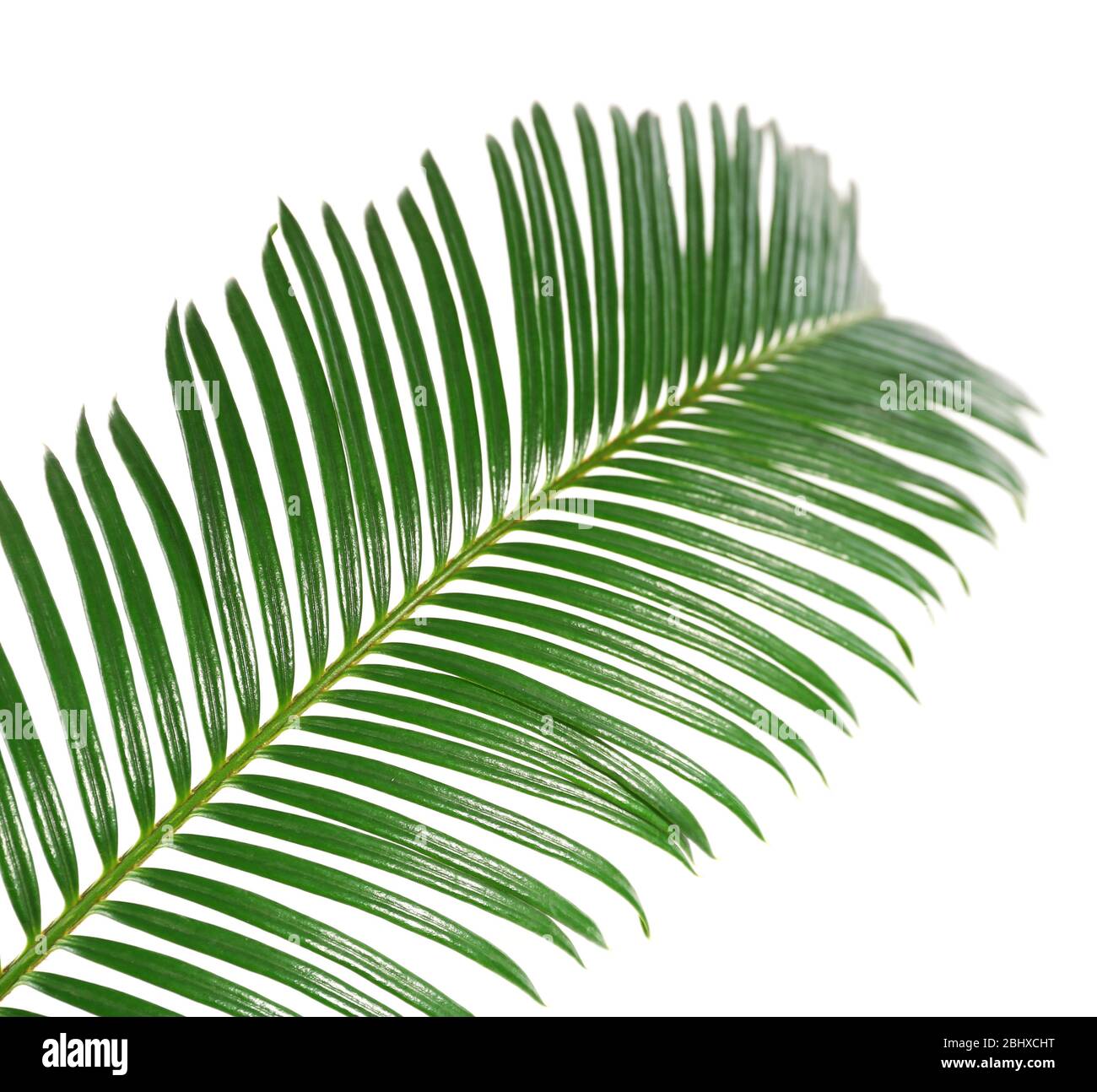 Green leaf of sago palm tree isolated on white Stock Photo - Alamy