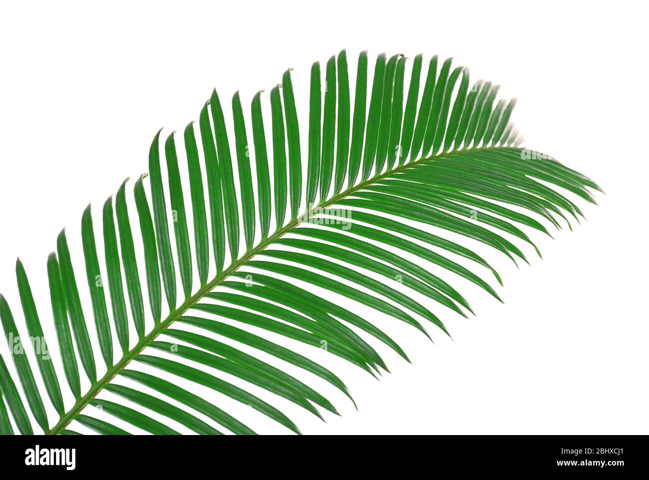 Green leaf of sago palm tree isolated on white Stock Photo - Alamy