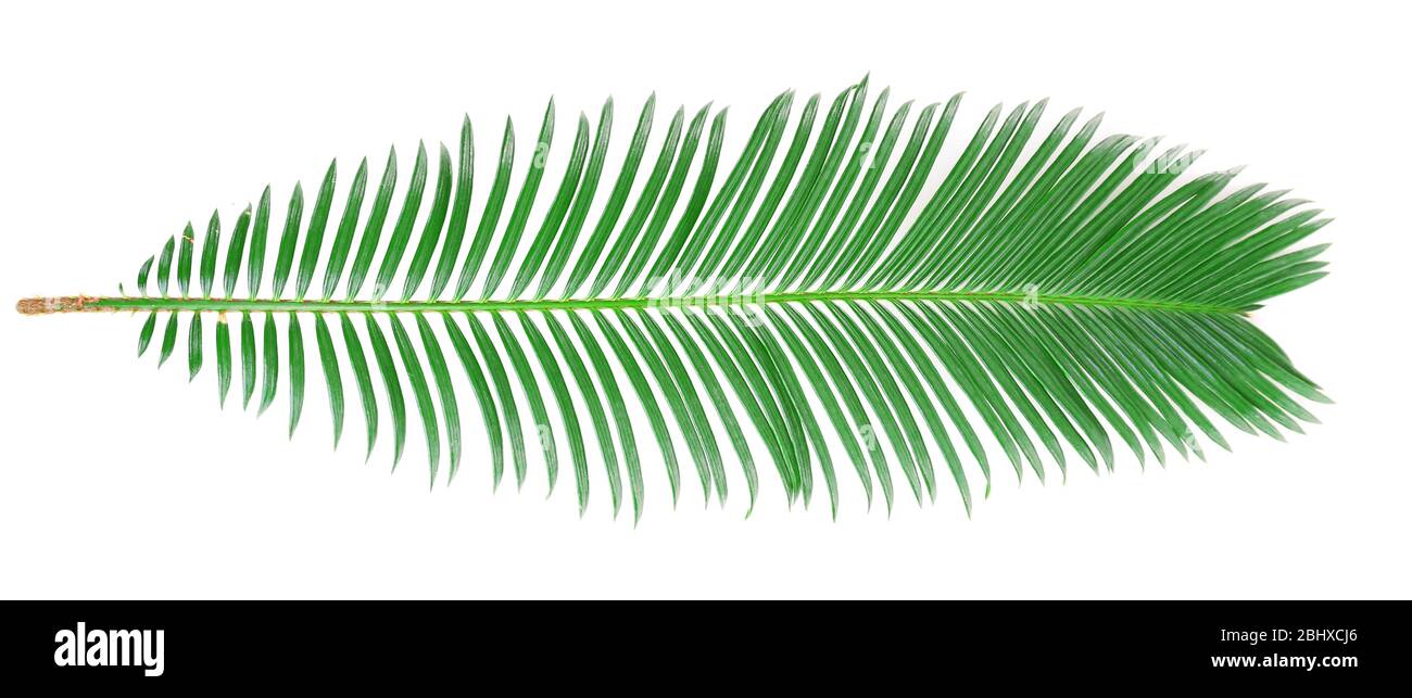 Green leaf of sago palm tree isolated on white Stock Photo - Alamy