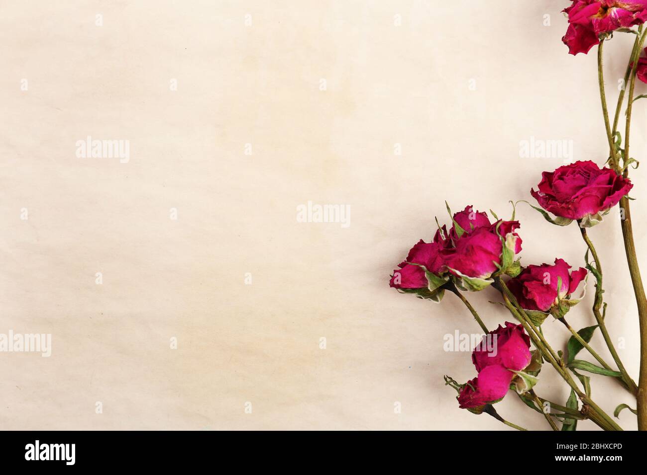 Dried roses on sheet of paper background Stock Photo - Alamy