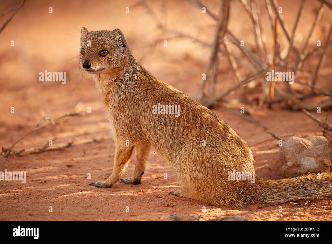 South african yellow mongoose hi-res stock photography and images - Alamy