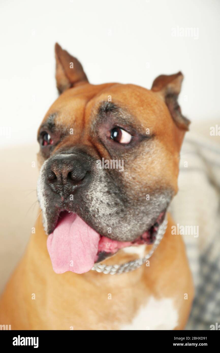 Cute dog sitting on sofa, on home interior background Stock Photo - Alamy