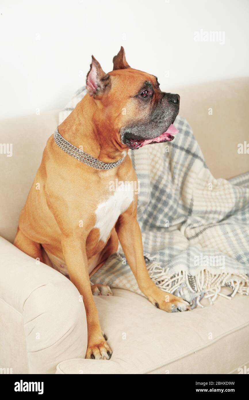 Cute dog sitting on sofa, on home interior background Stock Photo - Alamy