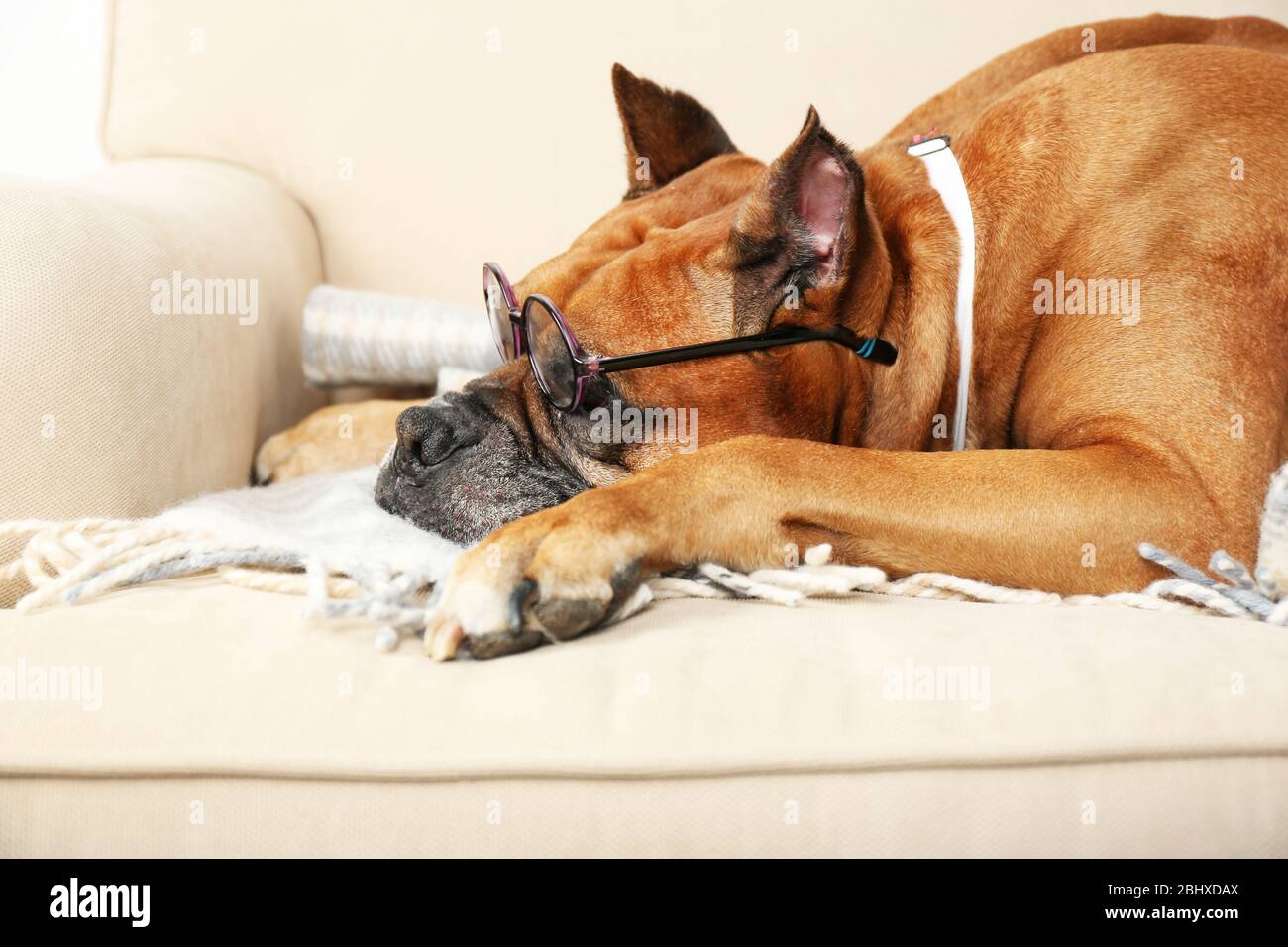Cute dog sitting on sofa, on home interior background Stock Photo - Alamy