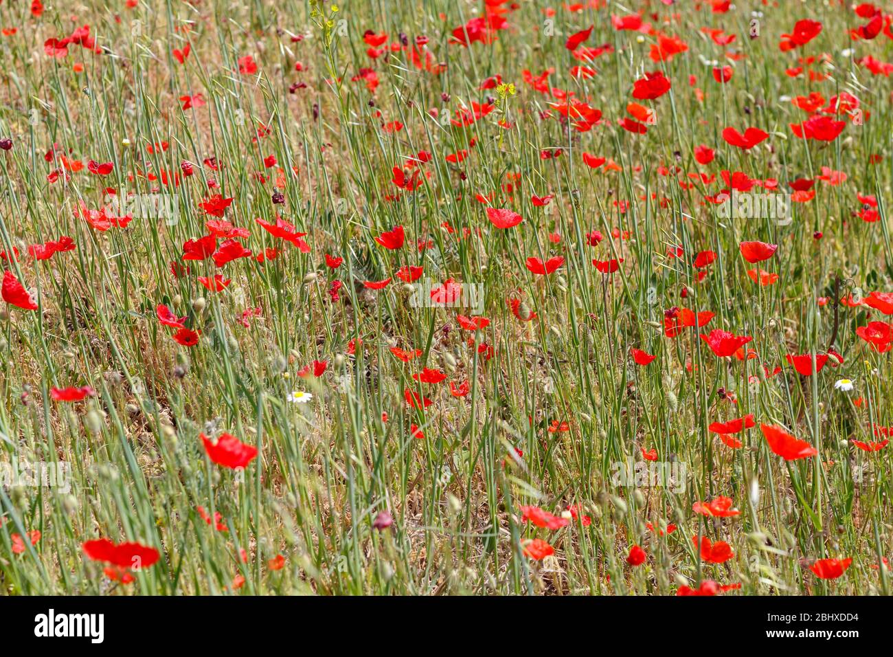 Field With Poppy Flowers Close Up Stock Photo - Alamy