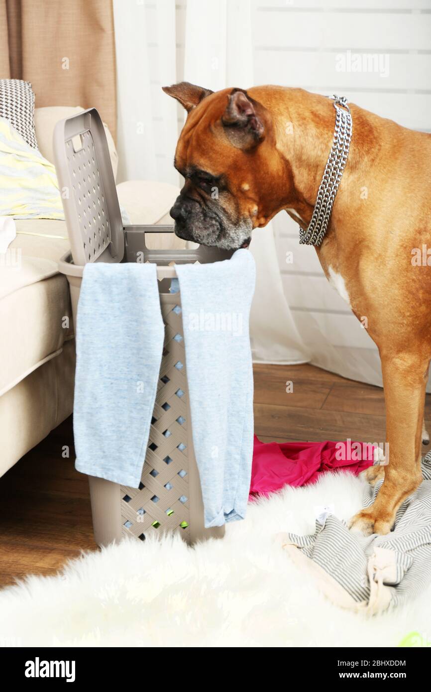 Dog demolishes clothes in messy room Stock Photo - Alamy