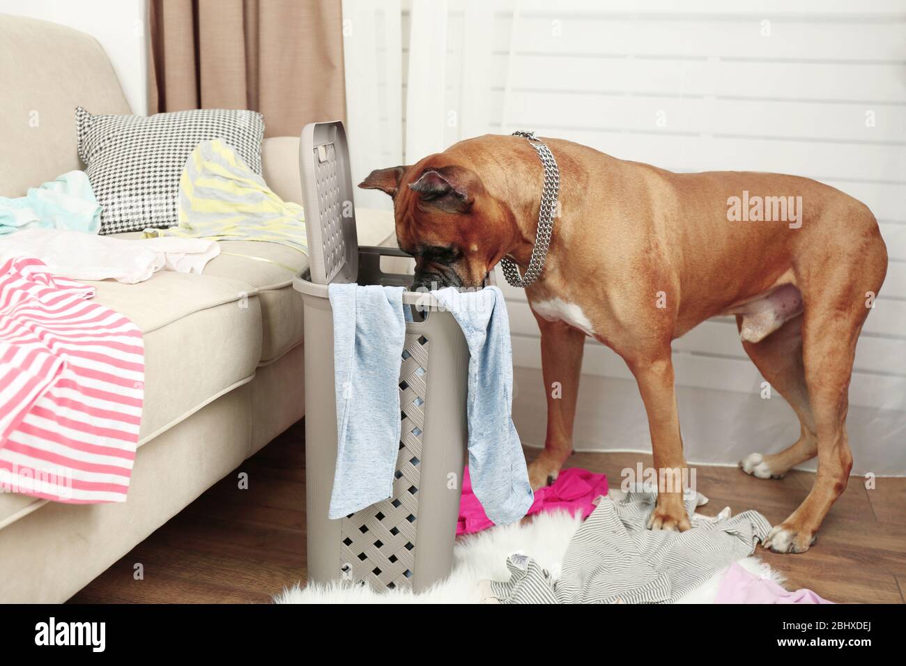 Dog demolishes clothes in messy room Stock Photo - Alamy