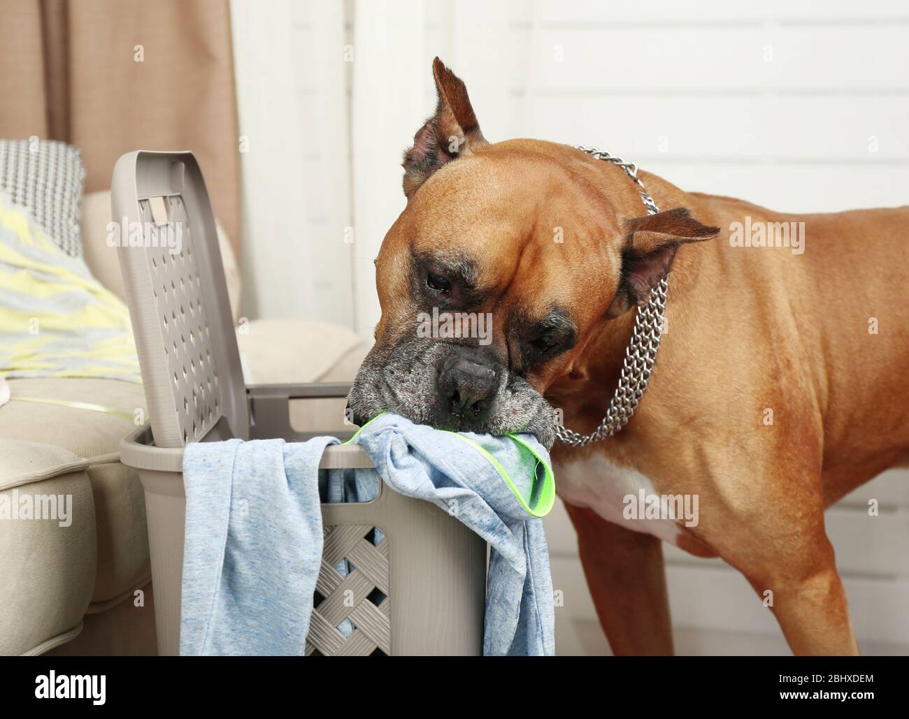 Dog demolishes clothes in messy room Stock Photo - Alamy