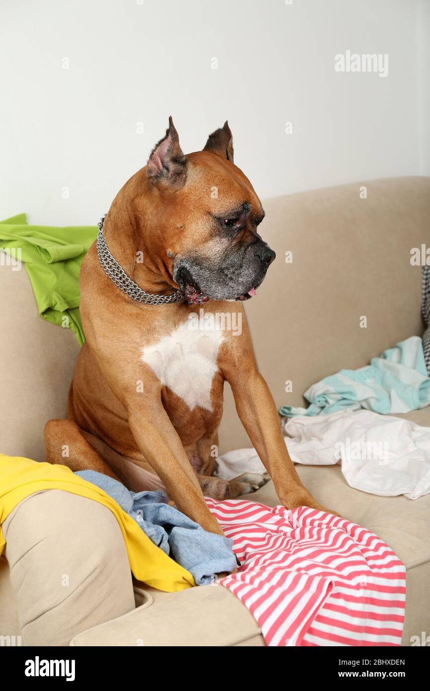 Dog in messy room, sitting on sofa, close-up Stock Photo - Alamy