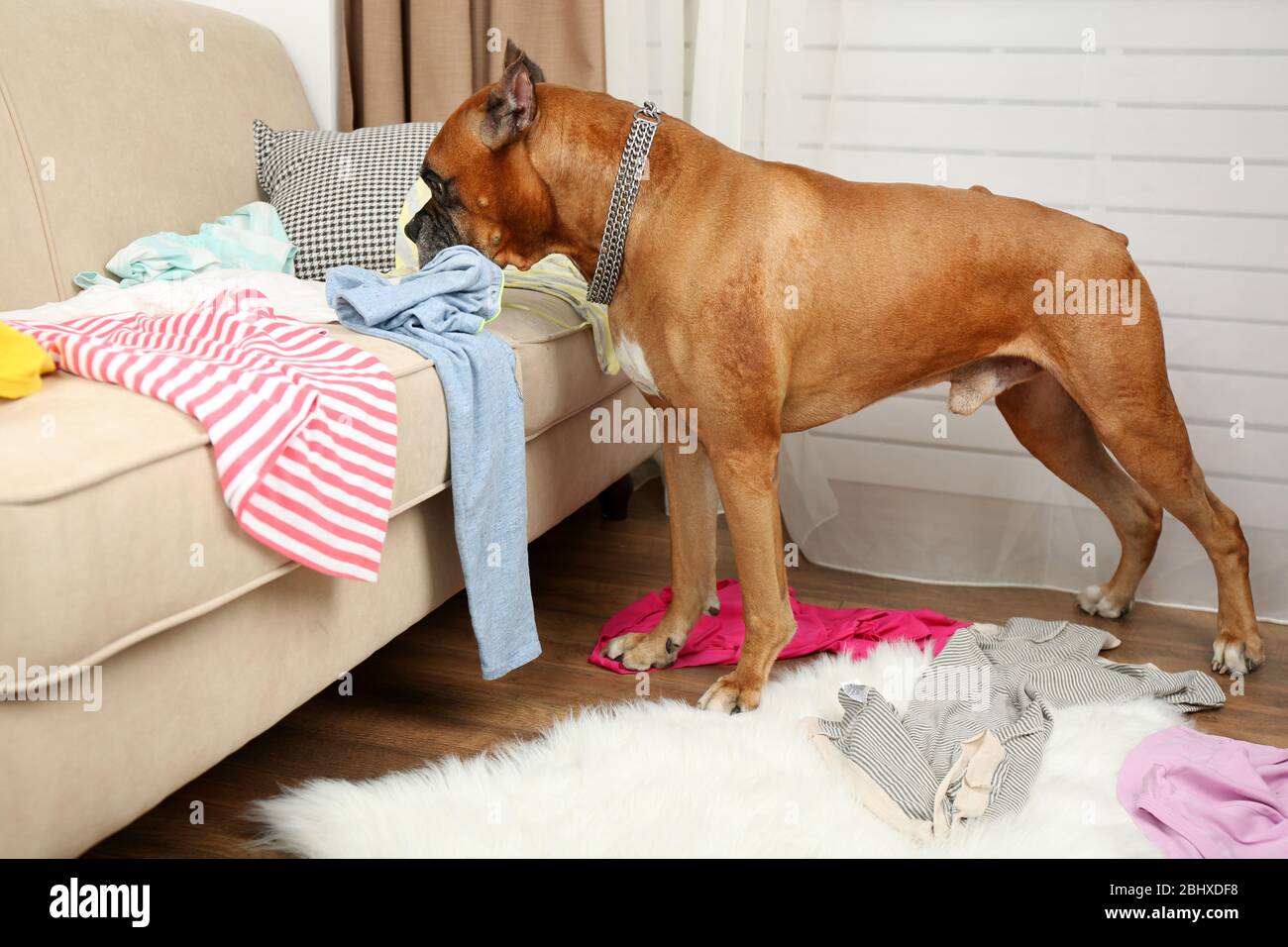 Dog demolishes clothes in messy room Stock Photo - Alamy