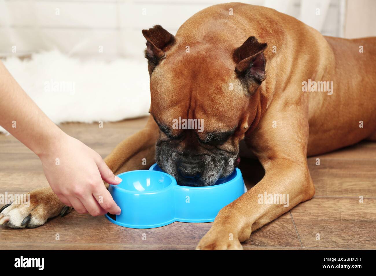 Hungry dog on home interior background Stock Photo - Alamy