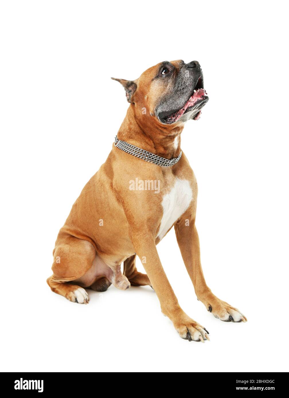 Cute dog isolated on white background Stock Photo - Alamy