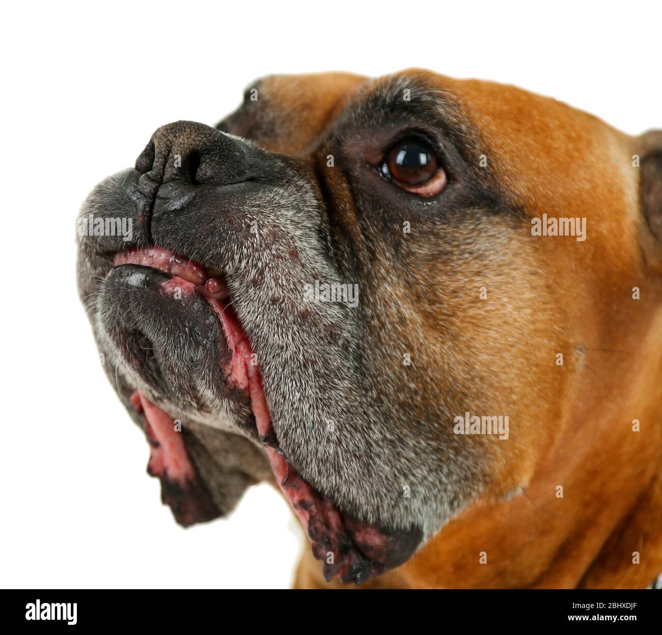 Boxer dog isolated on white background Stock Photo - Alamy