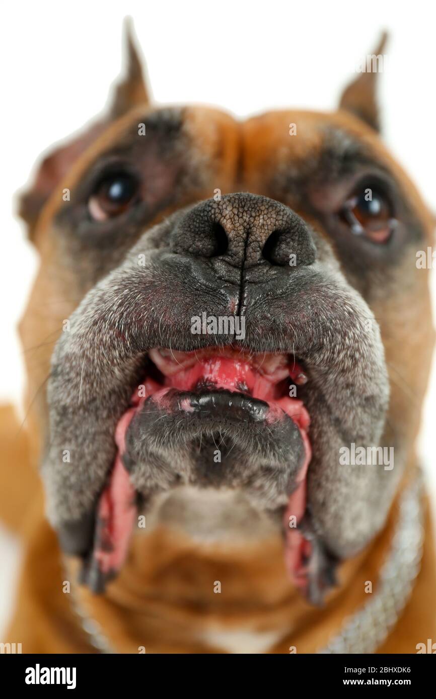 Boxer dog isolated on white background Stock Photo - Alamy