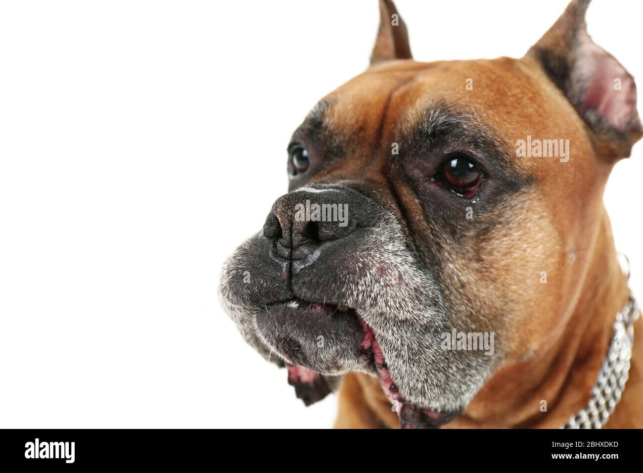 Boxer dog isolated on white background Stock Photo - Alamy