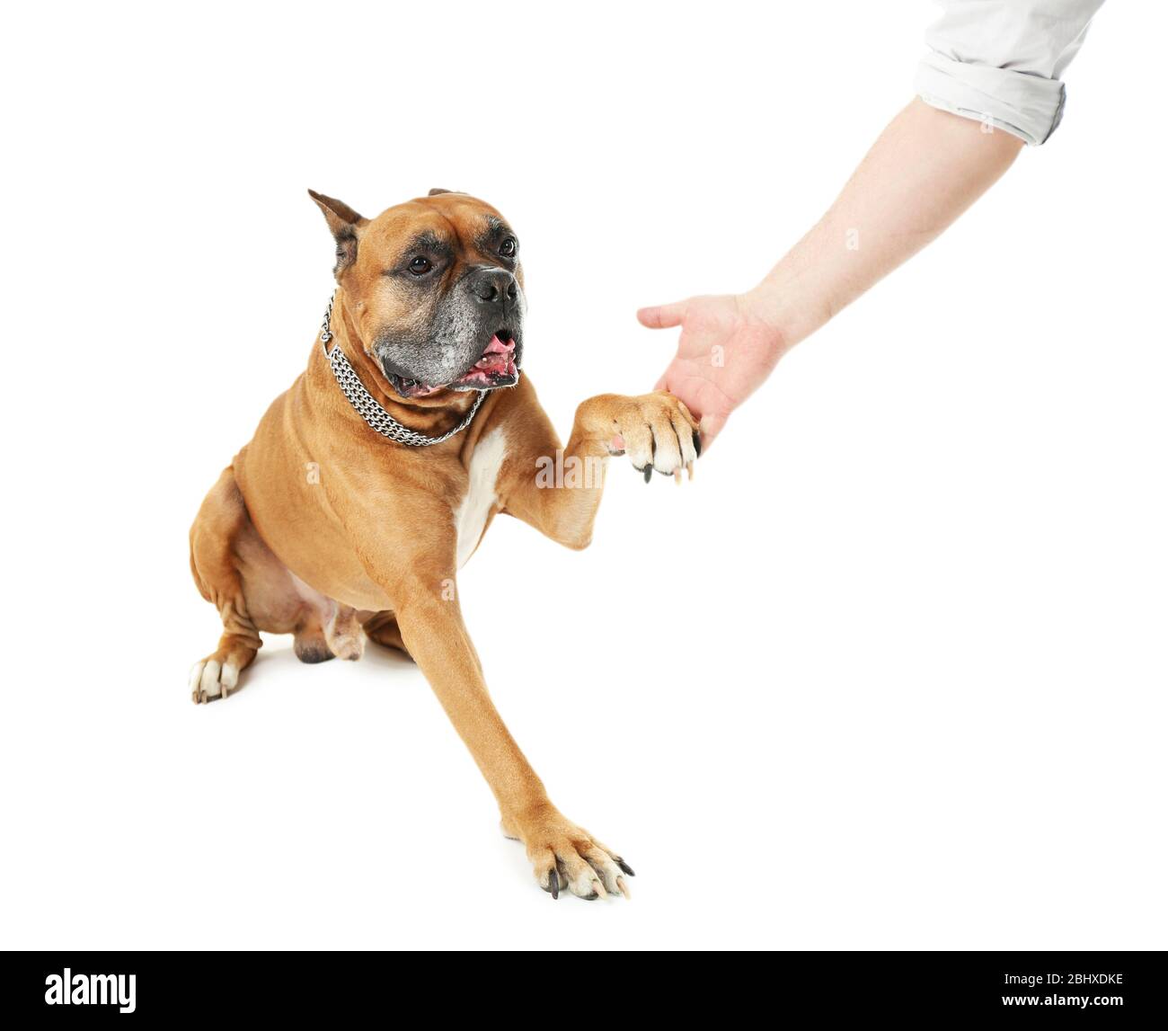 Man training dog on Cut Out Stock Images & Pictures - Alamy