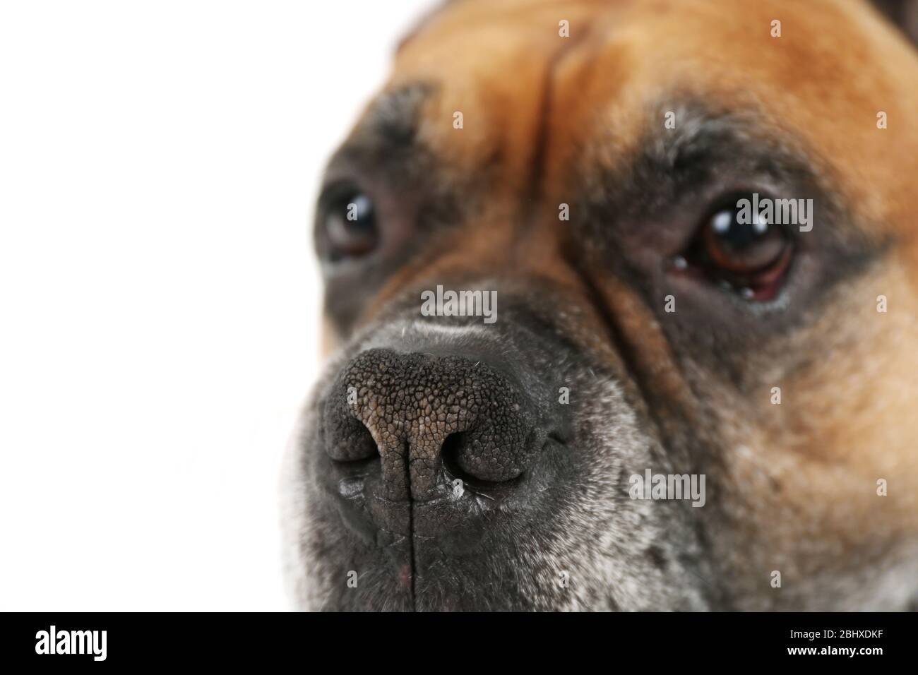 Boxer dog isolated on white background Stock Photo - Alamy