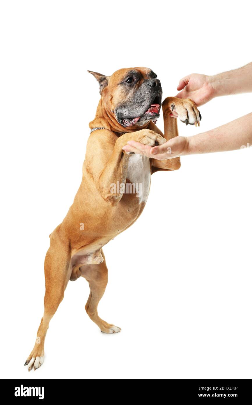 Man training dog on Cut Out Stock Images & Pictures - Alamy