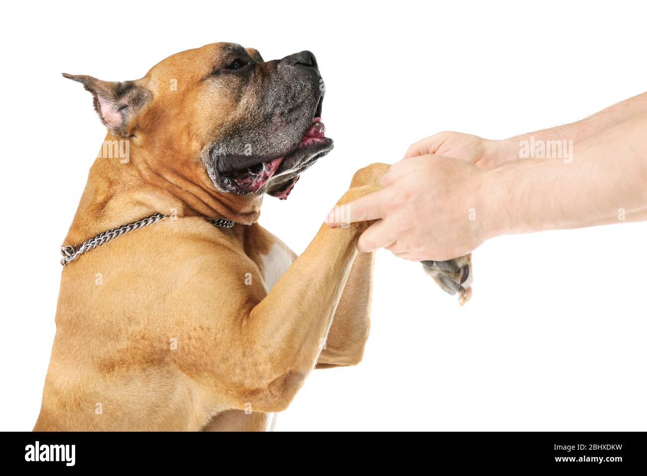 Man training his dog, isolated on white Stock Photo - Alamy