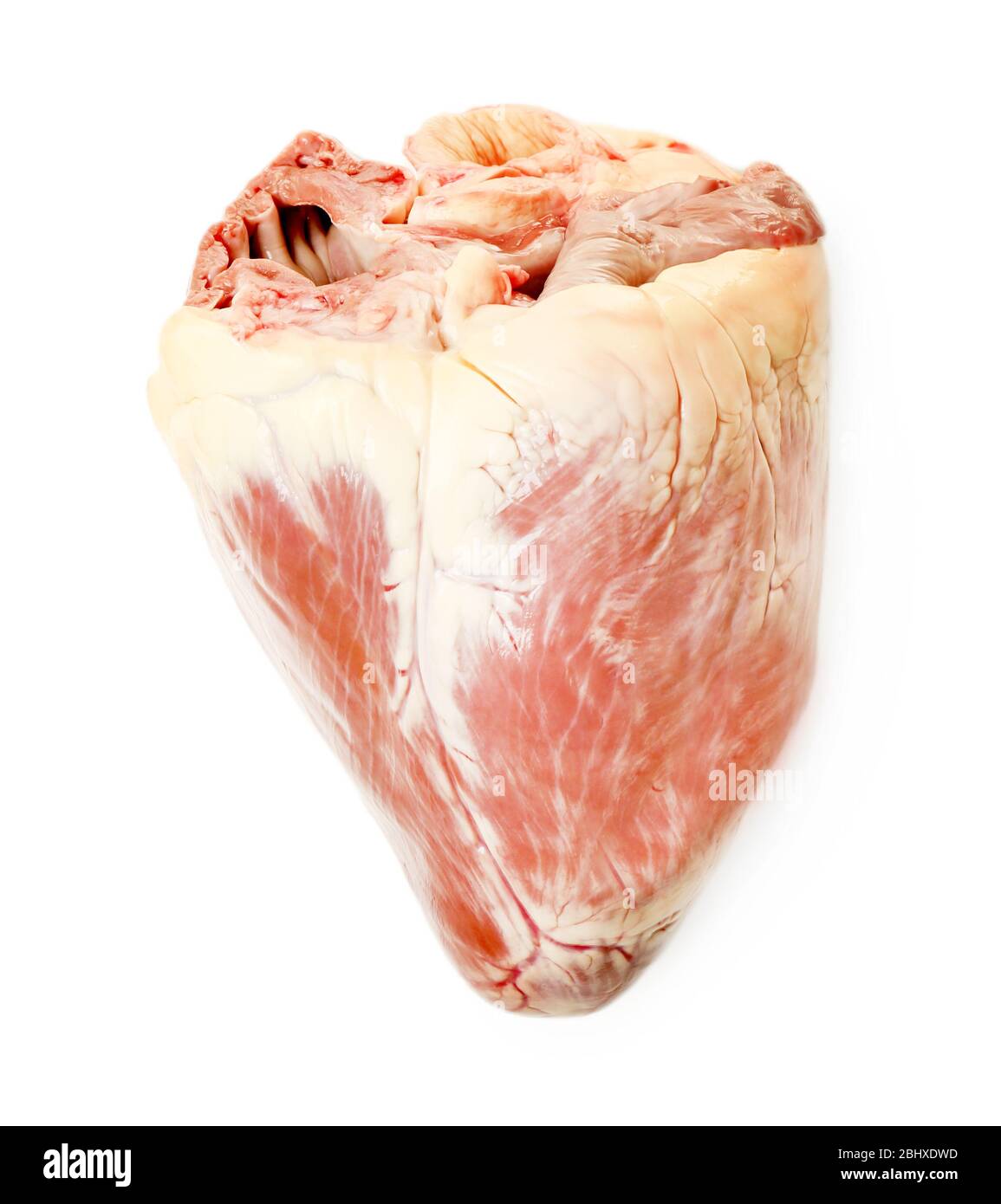 Raw animal heart isolated on white Stock Photo - Alamy