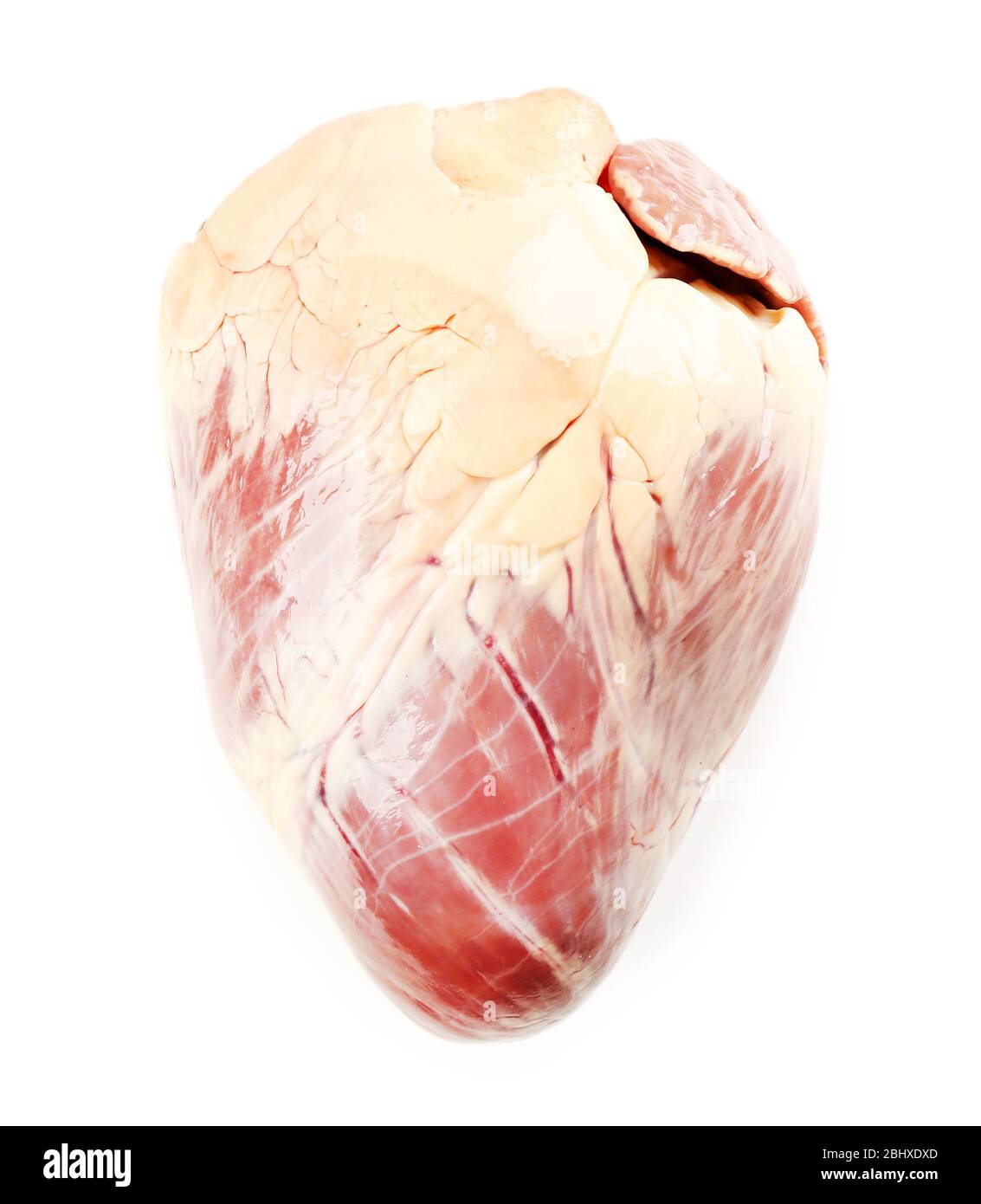 Heart pig anatomy hi-res stock photography and images - Alamy