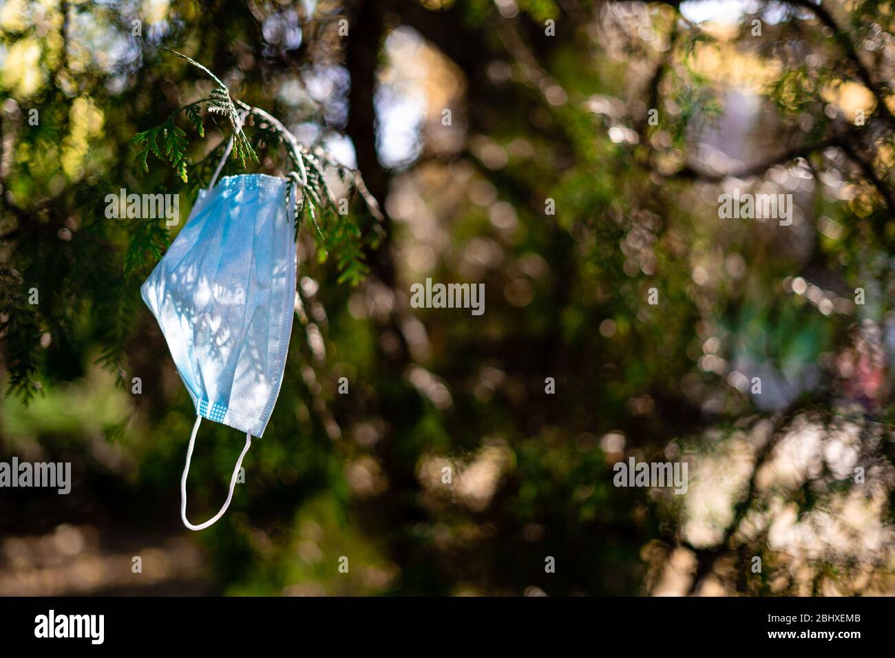 Medical mask on the tree outdoors. Pollution from covid-19 quarantine ...