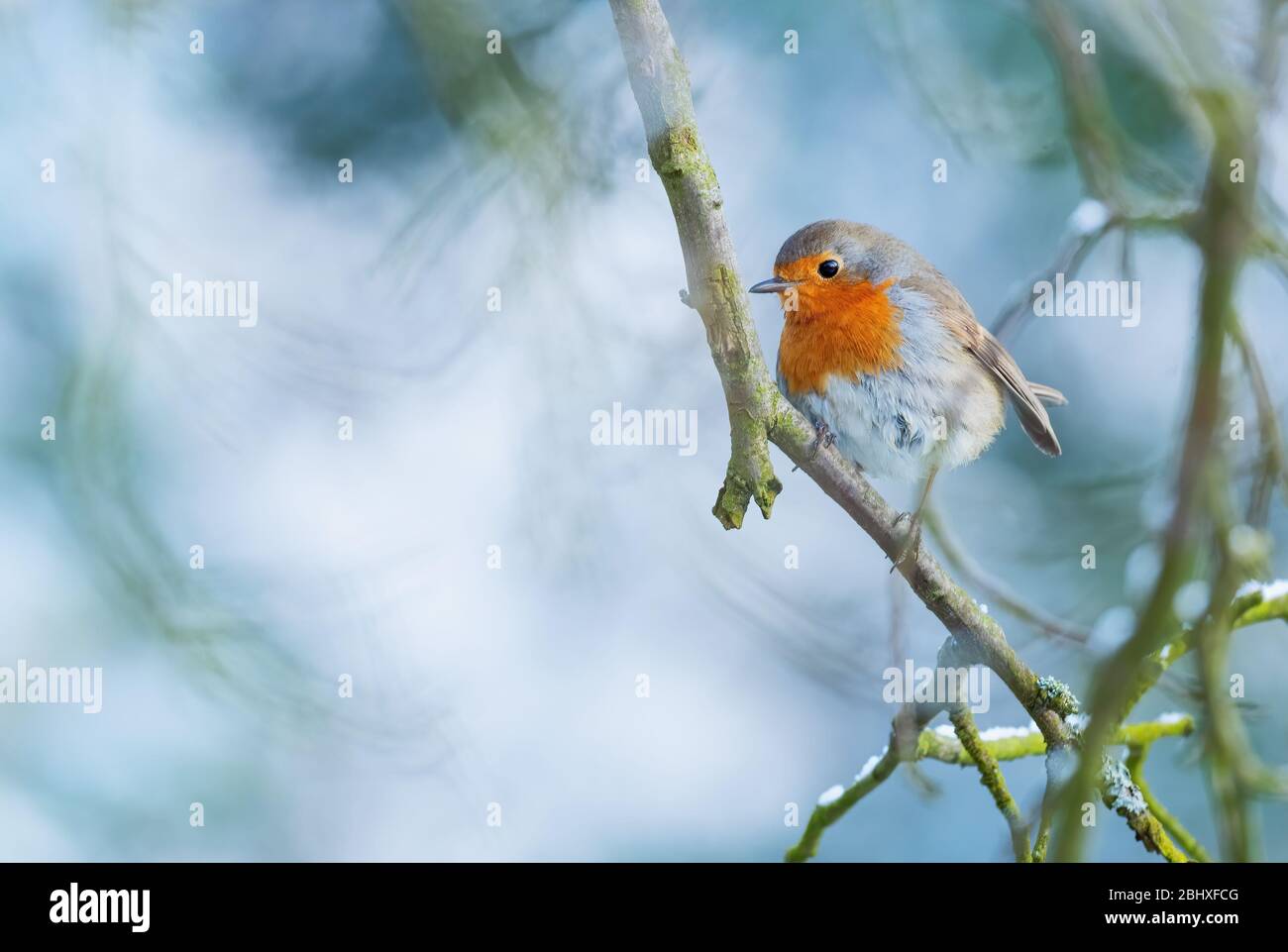 European Robin - Erithacus rubecula, beautiful red breasted perching ...