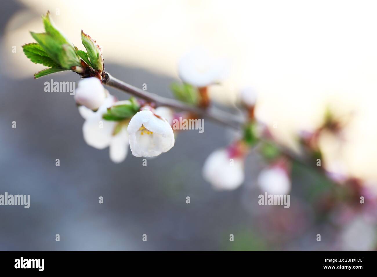 Blooming branch of tree in spring, closeup Stock Photo - Alamy