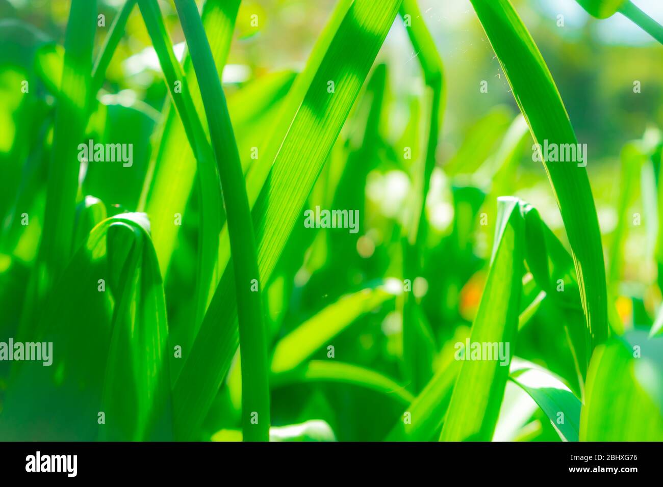 Sun rays protrude through the leaves to the ground in the springtime ...