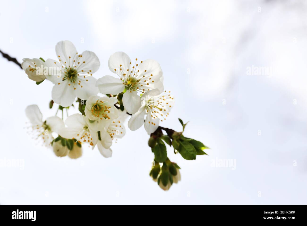 Blooming cherry tree twigs in spring on sky background Stock Photo - Alamy