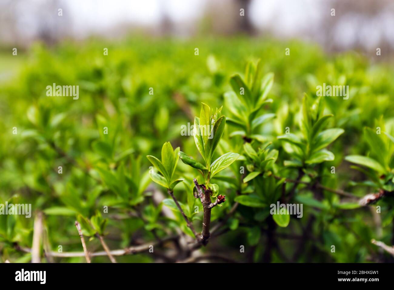 Greens leaves on tree twigs in spring close up Stock Photo - Alamy