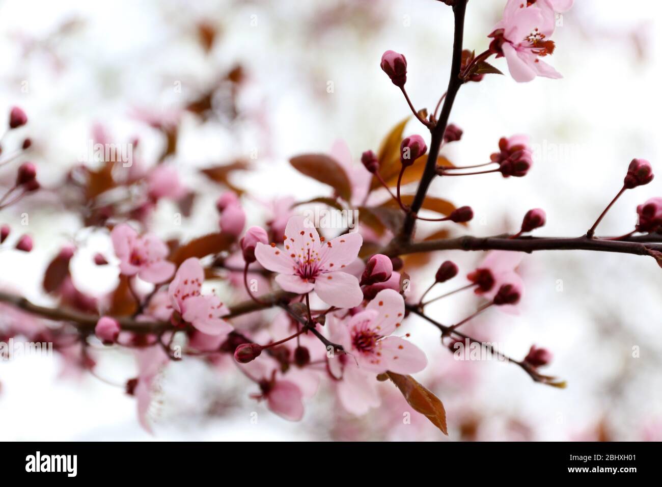 Blooming tree twigs with pink flowers in spring close up Stock Photo ...