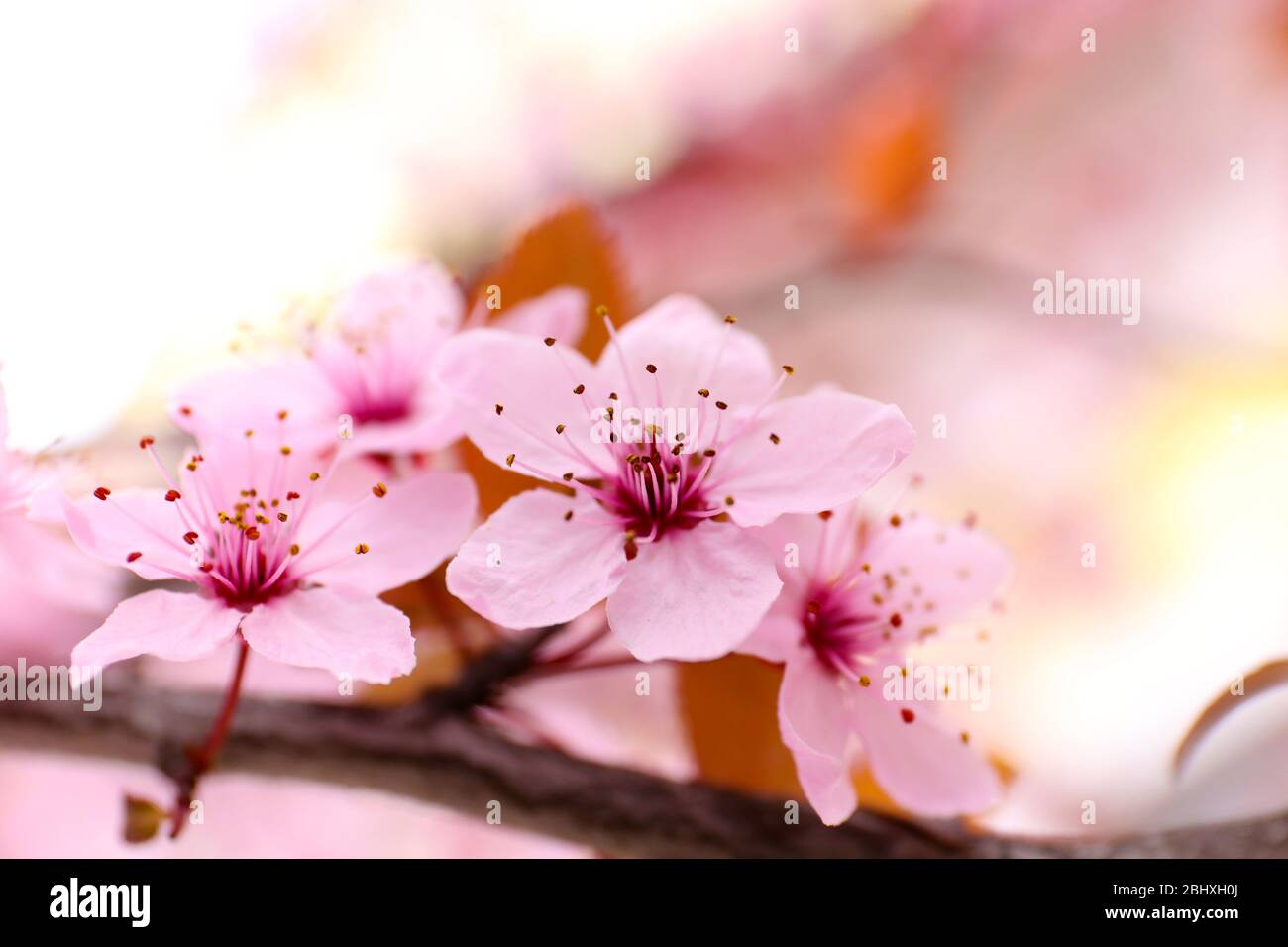 Blooming tree twigs with pink flowers in spring close up Stock Photo ...