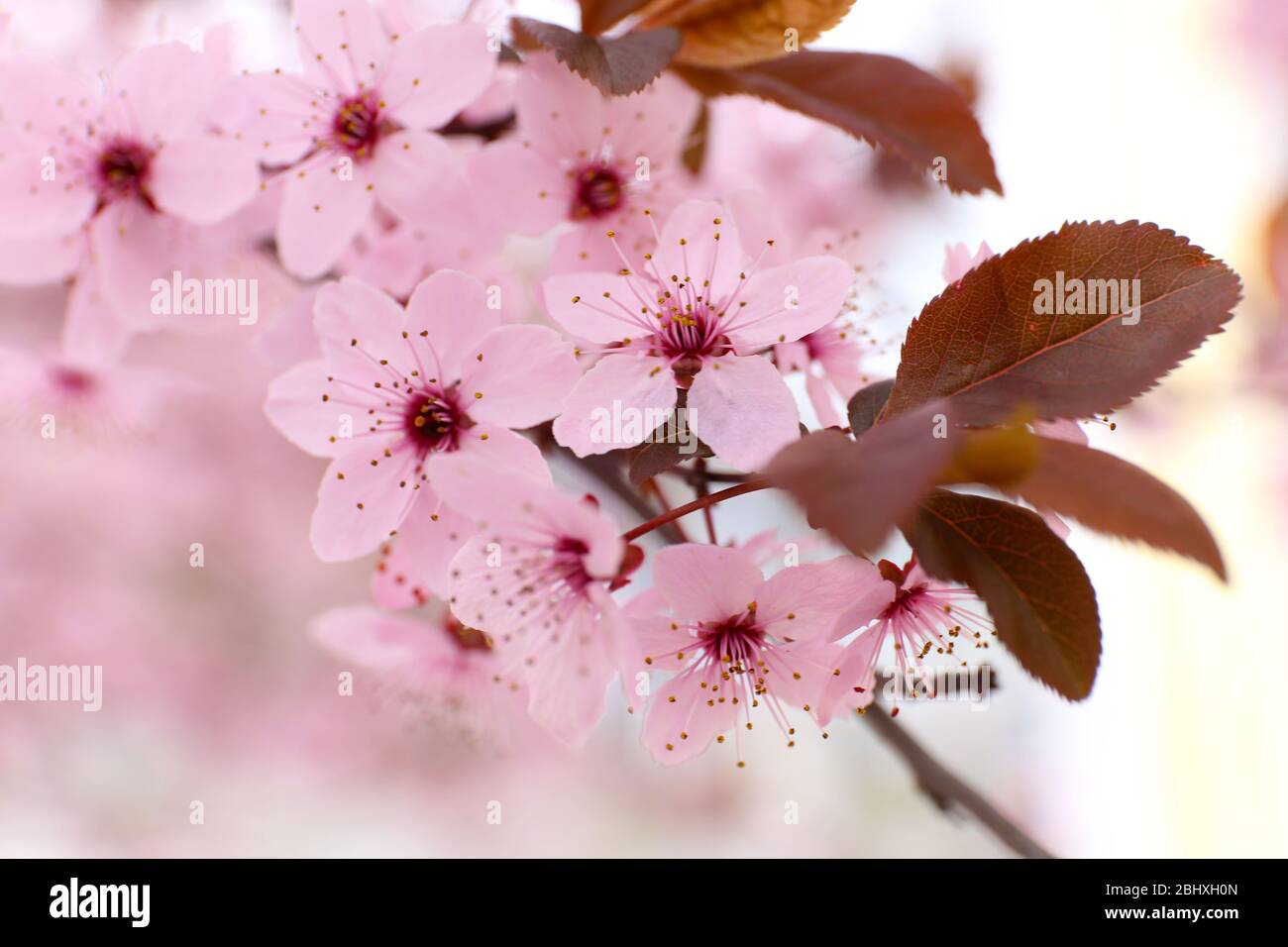 Blooming tree twigs with pink flowers in spring close up Stock Photo ...