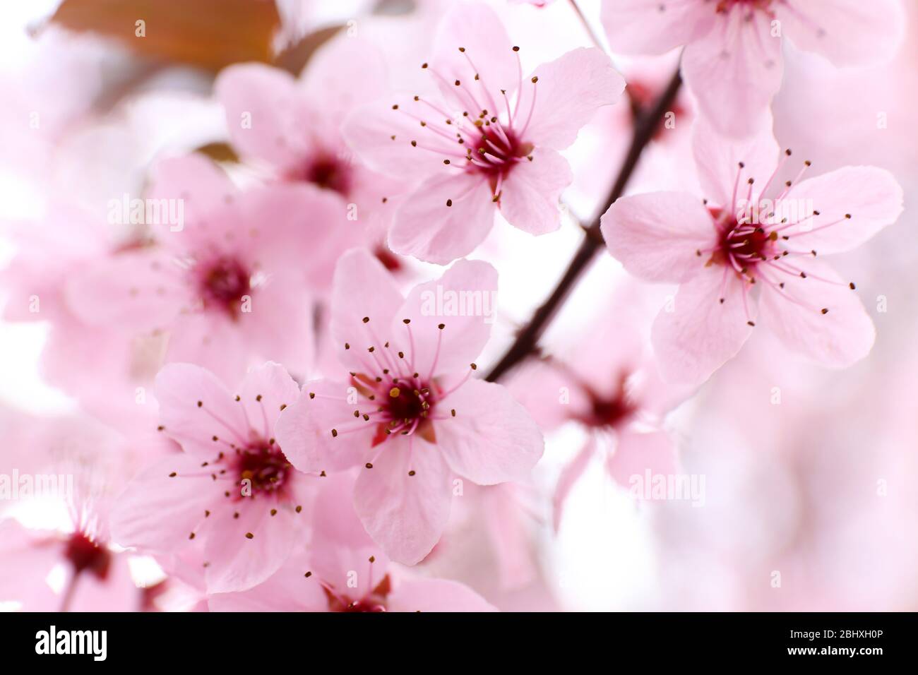 Blooming tree twigs with pink flowers in spring close up Stock Photo ...