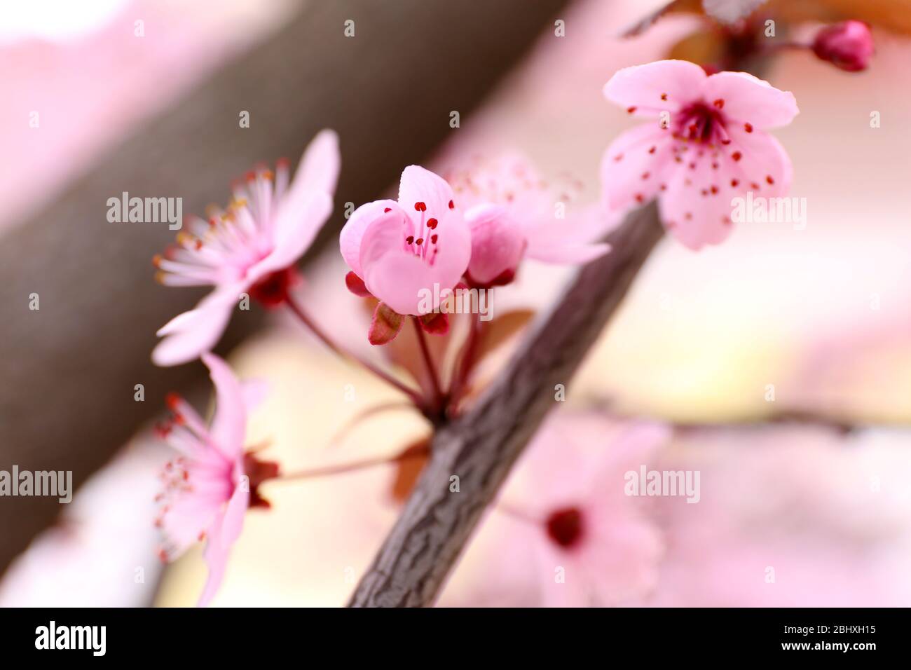 Blooming tree twigs with pink flowers in spring close up Stock Photo ...