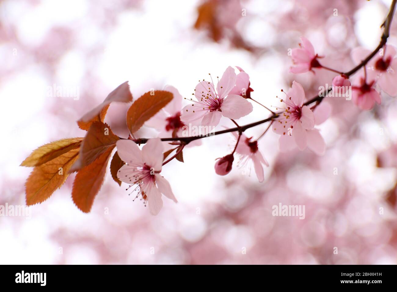Blooming tree twigs with pink flowers in spring close up Stock Photo ...